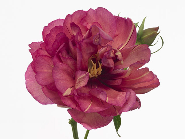 Paeonia (Itoh Grp) 'Hillary'