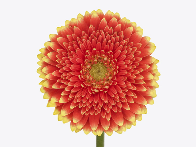 Gerbera mini goblose Gerponi Kinky