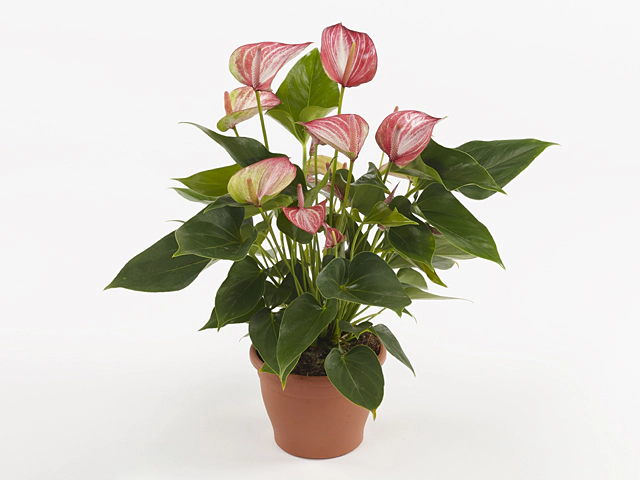 Anthurium (Andreanum Grp) Livium Red