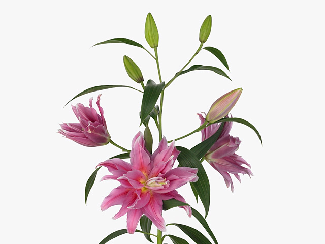 Lilium (Oriental Grp) double Roselily Elena