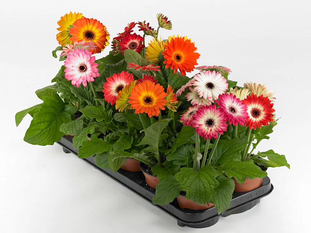 Gerbera Sombrera mixed