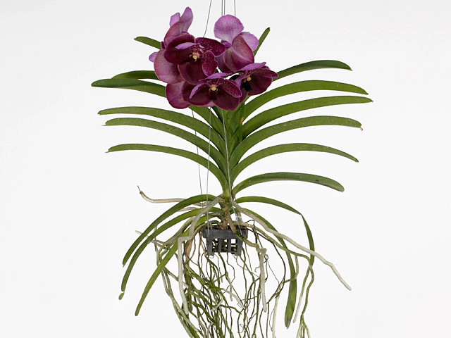 Vanda Robert's Delight 'Purple Violet Beauty'