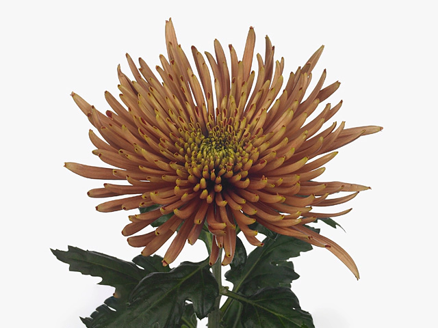 Chrysanthemum (Indicum Grp) disbudded Brunello