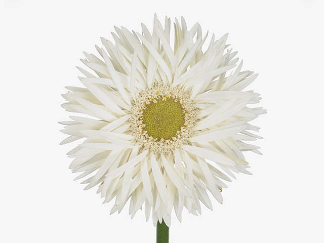 Gerbera mini spider shaped Gerspider Brocade