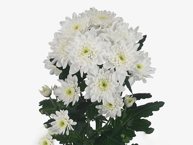 Chrysanthemum (Indicum Grp) spray Pina Colada