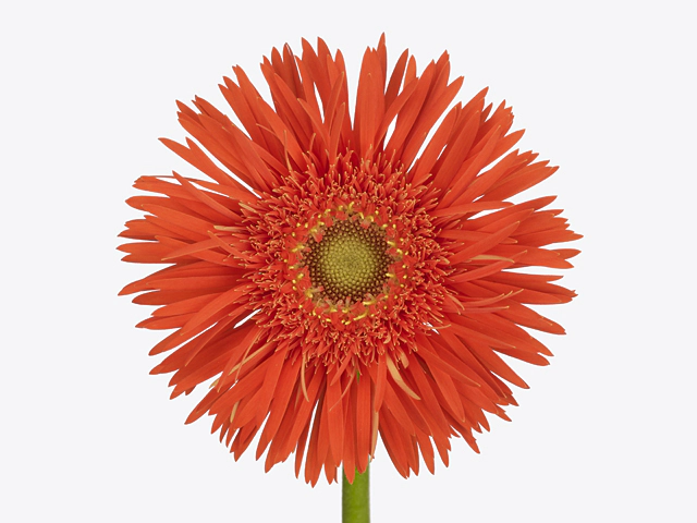 Gerbera mini spider shaped Cobra
