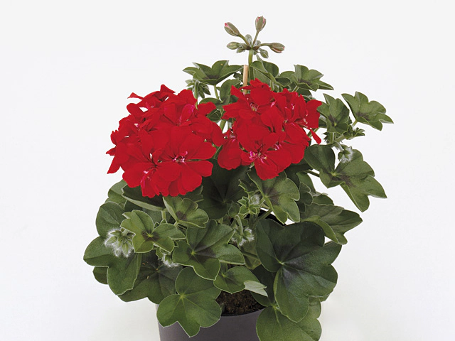 Pelargonium (Peltatum Grp) Pelfi Shiva