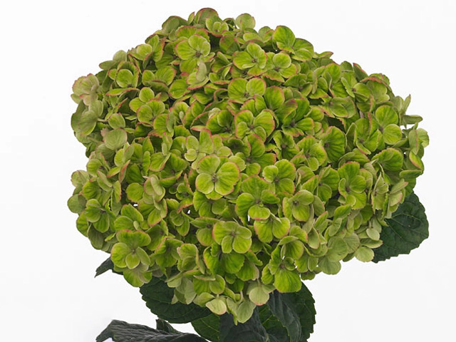 Hydrangea macrophylla Magical Coral (classic)