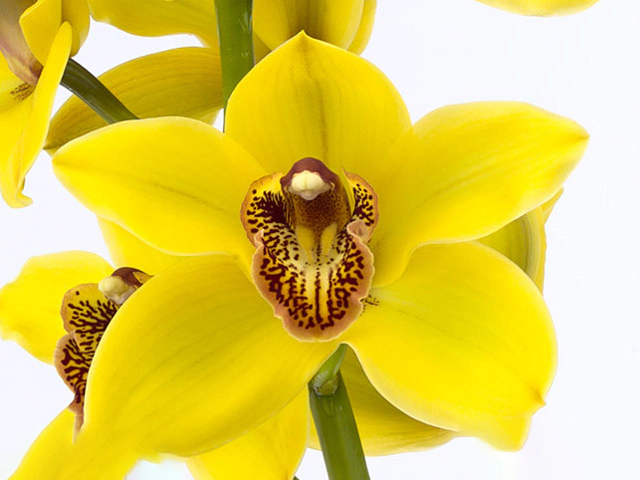Cymbidium large flowered Golden Boy 'Nevada'