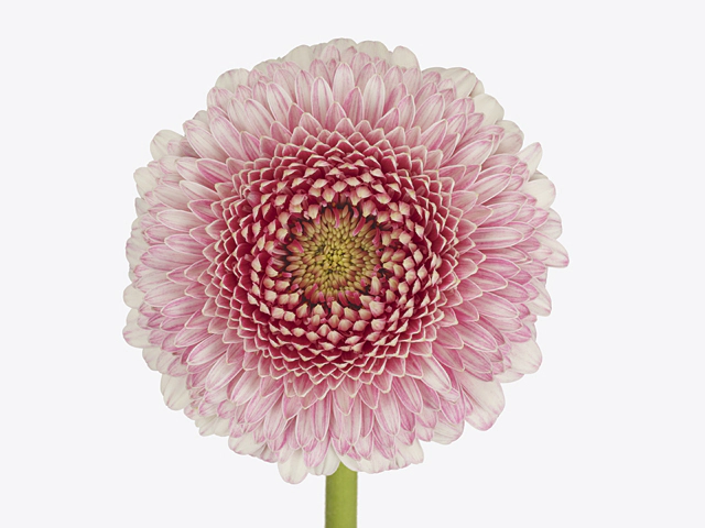 Gerbera mini globose Bolero SamSam
