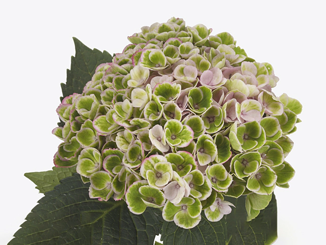 Hydrangea macrophylla Magical Revolution Xxl (classic)