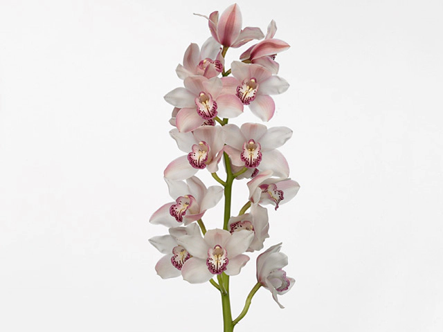 Cymbidium large flowered Candy King 'Jane'