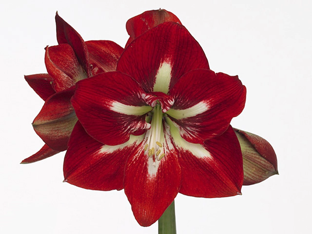Hippeastrum (Galaxy Grp) 'Barbados'