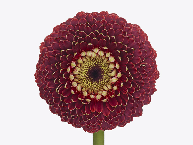 Gerbera mini globose Gerponi Hypnose