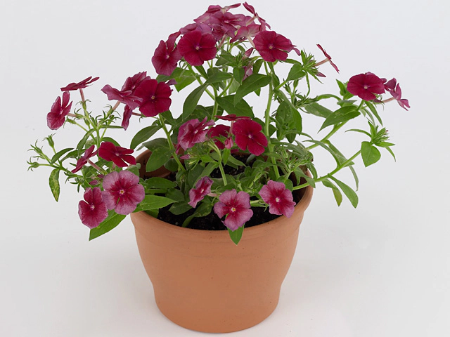 Phlox (Maculata Grp) Phloxy Lady Burgundy