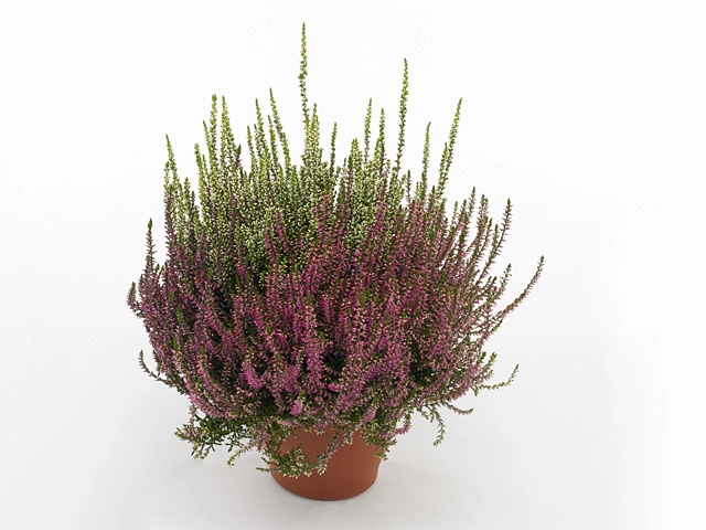 Calluna vulgaris Beauty Ladies mixed in pot 3 colours