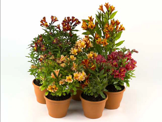 Alstroemeria Inca Collection (mixed)