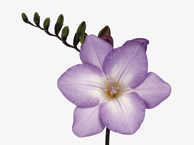 Freesia single flowered Saffier