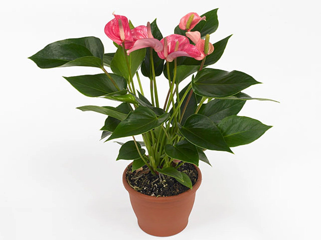 Anthurium (Andreanum Grp) Pink Fever