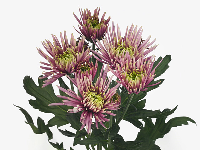 Chrysanthemum (Indicum Grp) spray Prickle
