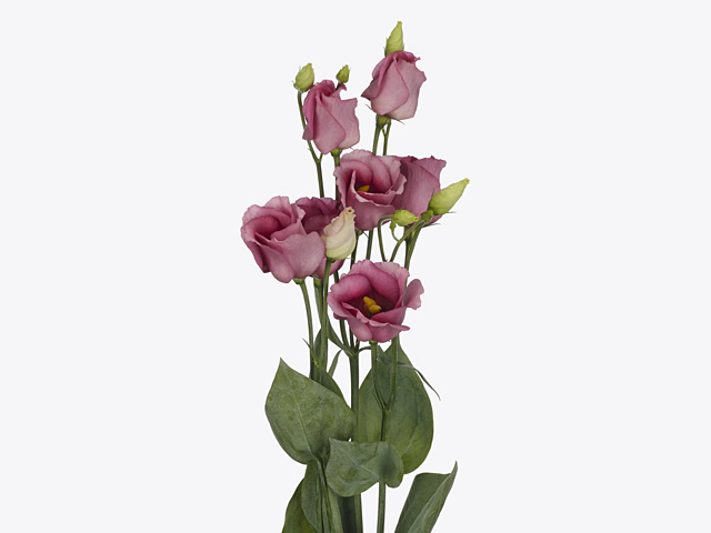 Eustoma russellianum single flowered Piccolo Rose